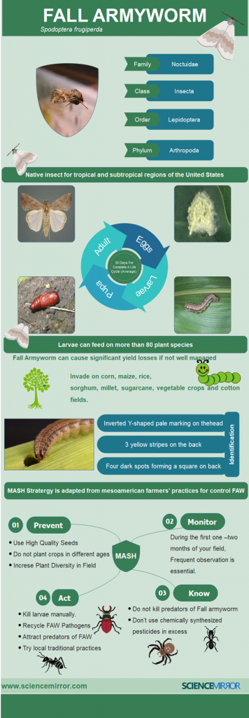 Fall Armyworm damage and MASH Strategy for Control
